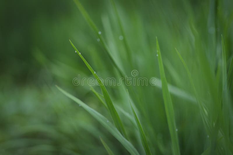 Water Drops on the Rice Leaf Stock Image - Image of grass, meadow ...