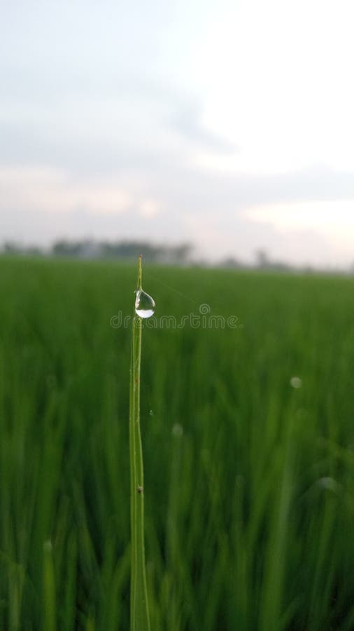 Water drops on rice leaves stock image. Image of drops - 276588665