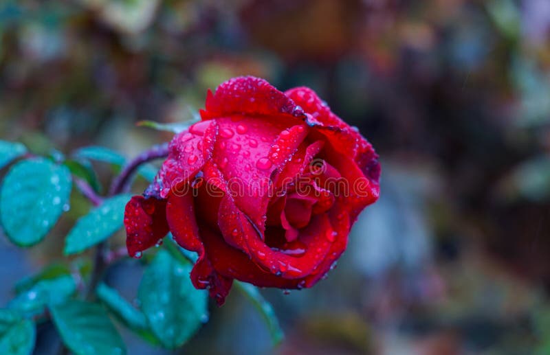 Water drops on a rose leaf stock photo. Image of summer - 261876462