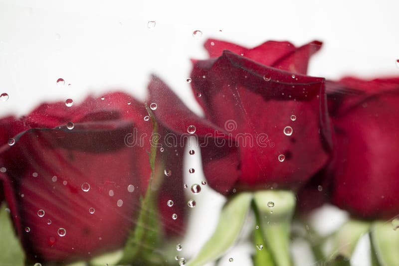 Water Drops on Roses. Macro Stock Photo - Image of florist, floral ...