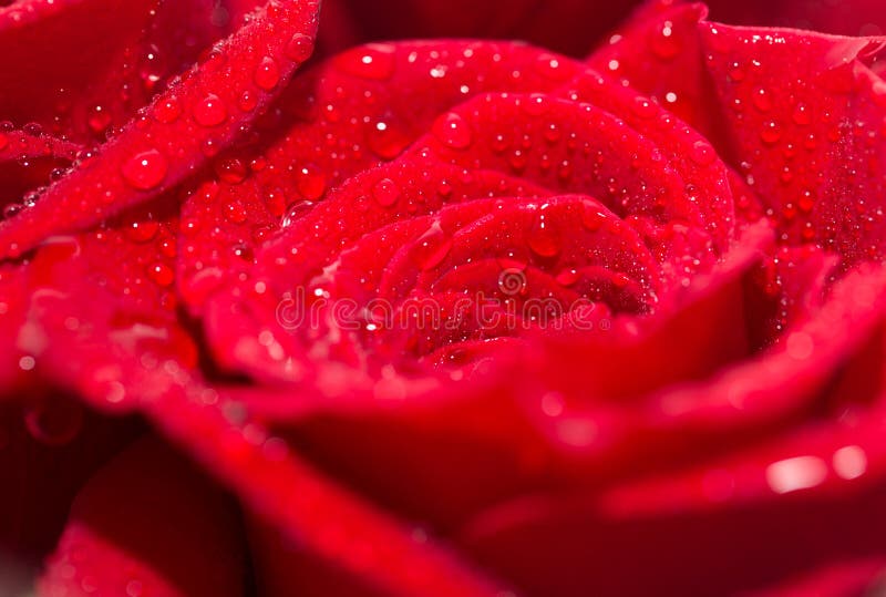 Water Drops on Roses. Macro Stock Image - Image of rose, macro: 100643021
