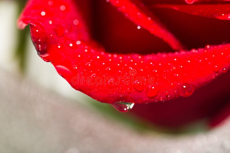 Water Drops on Roses. Macro Stock Image - Image of floral, leaf: 100643211