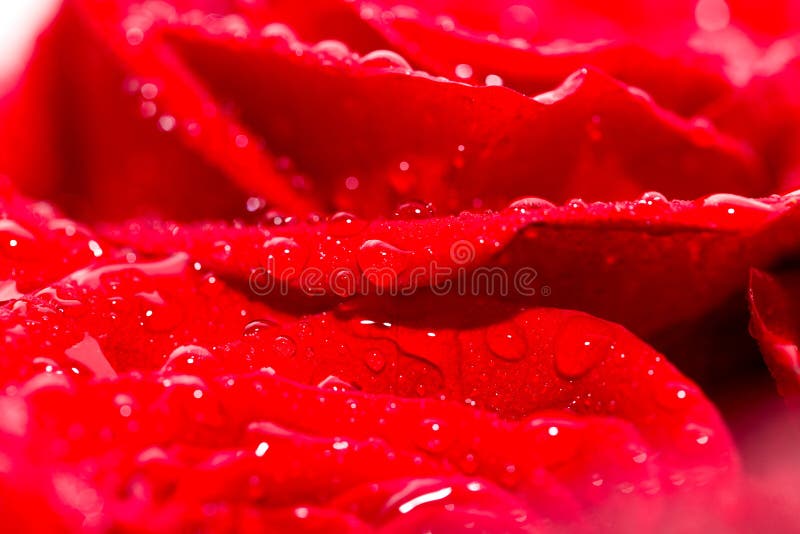 Water Drops on Roses. Macro Stock Photo - Image of macro, isolated ...