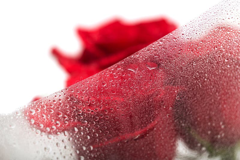 Water Drops on Roses. Macro Stock Photo - Image of blooms, drops: 100643374