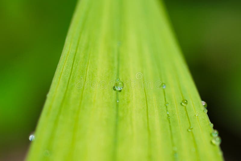 Water Drops Run Off a Green Leaf Stock Image - Image of drain, barrow ...