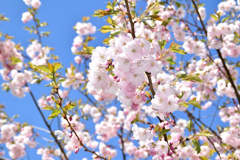 Water Drops on Sakura Trees. Stock Photo - Image of outdoors, freshness ...
