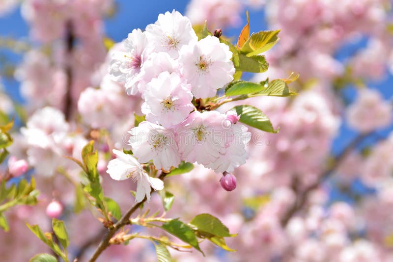 Water Drops on Sakura Trees. Stock Photo - Image of flower, blossoms ...