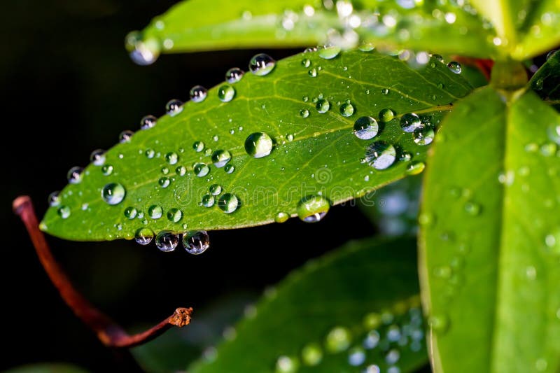 Water Drops Scattered Over Bright Leaf Stock Photos - Free & Royalty ...