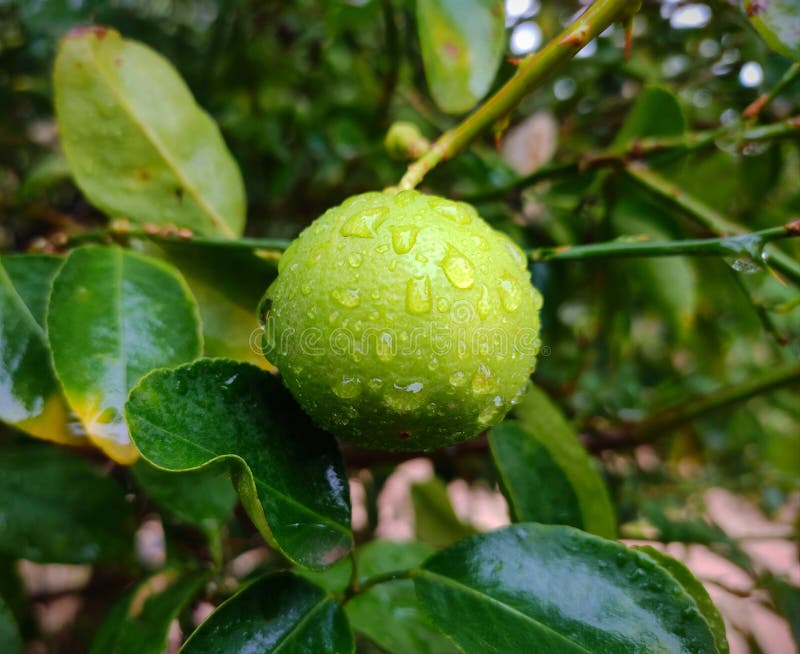 Water Drops on Single Unripe Lemon Fruit on Lemon Tree Stock Image ...