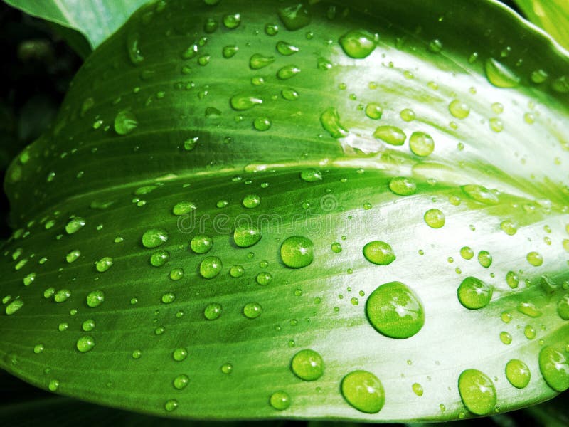 Water drops stock photo. Image of background, small, drops - 95812096