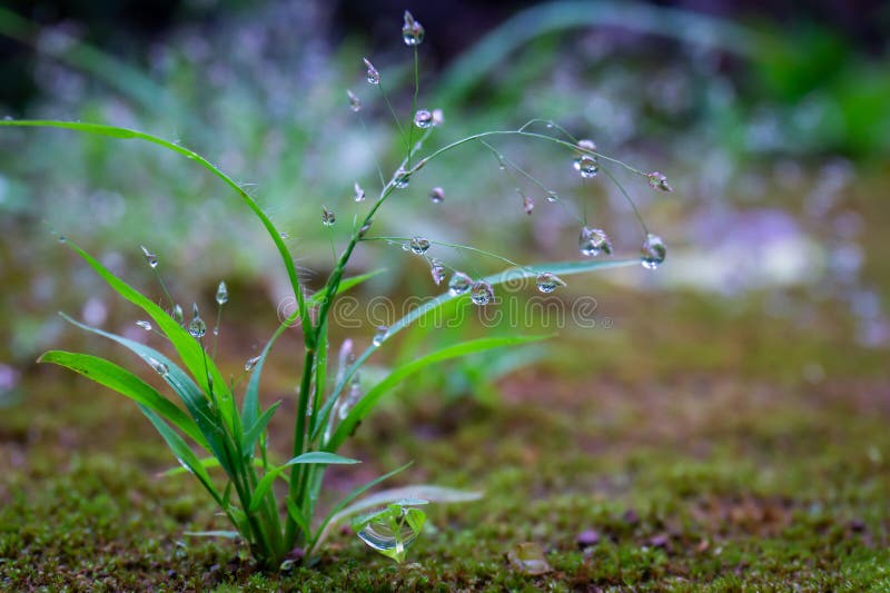 Water drops on small plant stock image. Image of freshness - 196615111