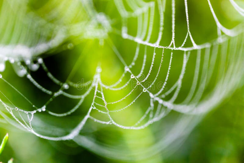 Water Drops on Spider Web Needles Extreme Macro Crop Stock Image ...