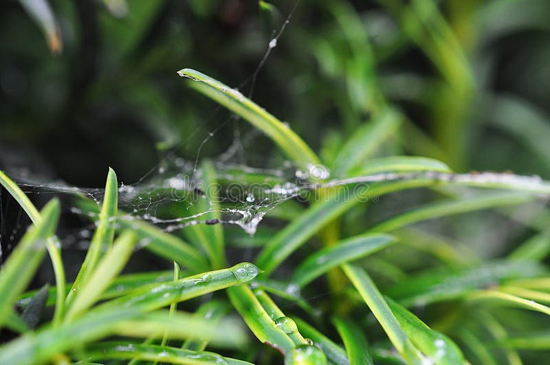 Water drops on spider web stock image. Image of nature - 336531683