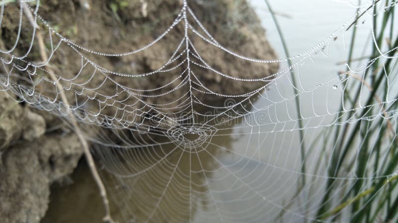 Water Drops on Spider Web on Morning Time Stock Image - Image of fogg ...