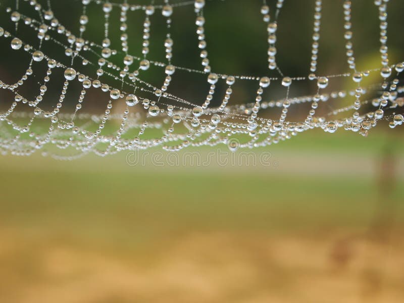 Dew drop and spider web stock photo. Image of reflective - 36451824