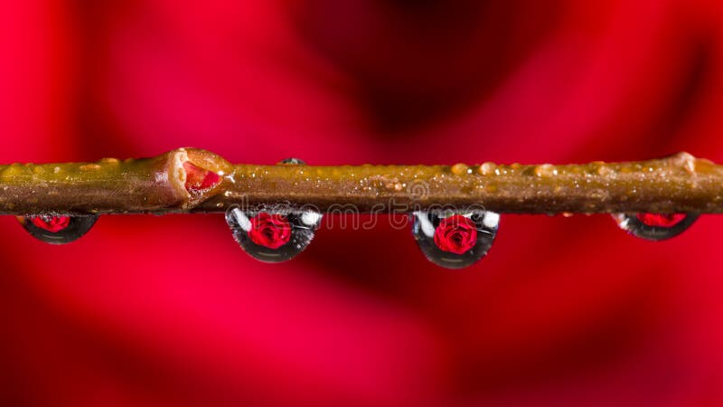 Water Drops on a Stick stock photo. Image of raindrop - 50154588