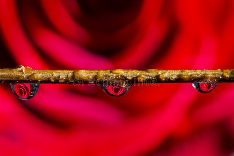 Water Drops on a Stick stock image. Image of droplet - 50184247