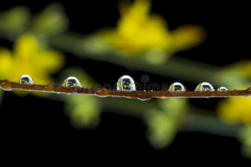 Water Drops on a Stick stock photo. Image of abstract - 50063876
