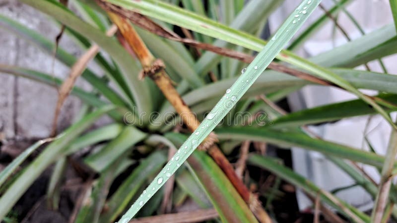 Water Drops on the Sugar Cane Leaf. Stock Footage - Video of green ...