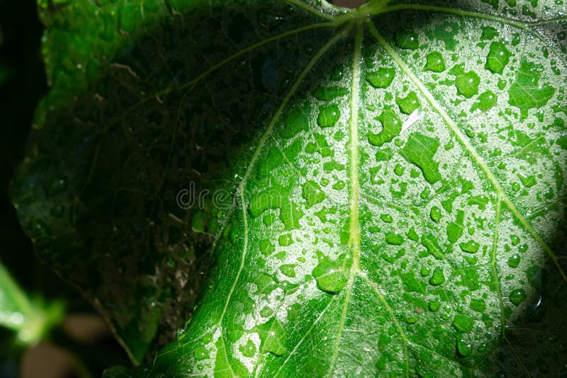 Water Drops on the Surface of Green Leaves, Life Concept Stock Photo ...