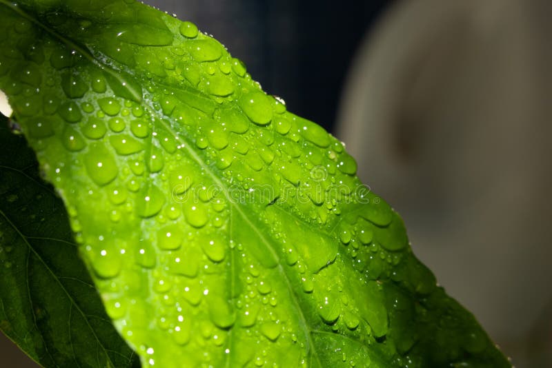 Water Drops on the Surface of Green Leaves, Life Concept Stock Image ...