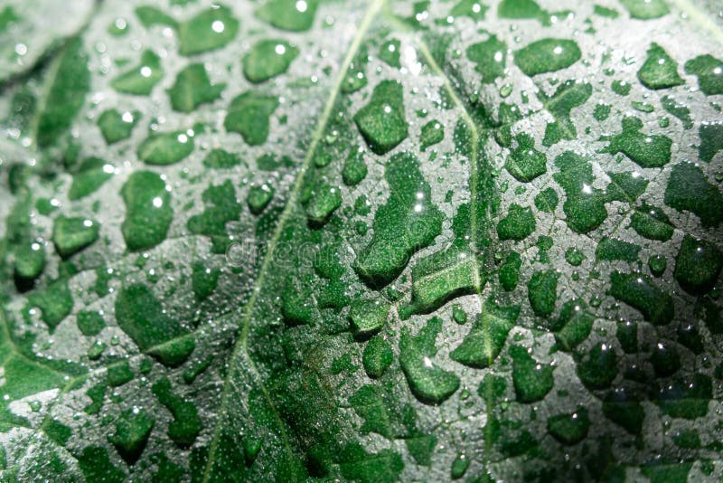 Water Drops on the Surface of Green Leaves, Life Concept Stock Image ...