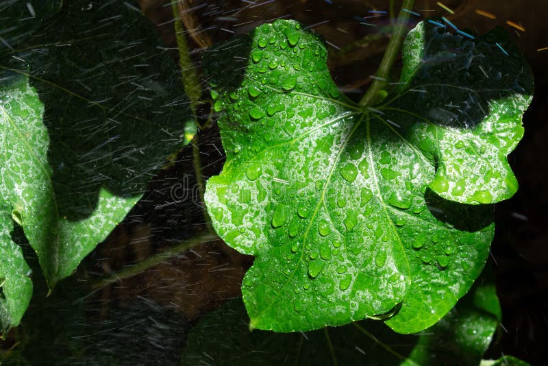 Water Drops on the Surface of Green Leaves, Life Concept Stock Photo ...