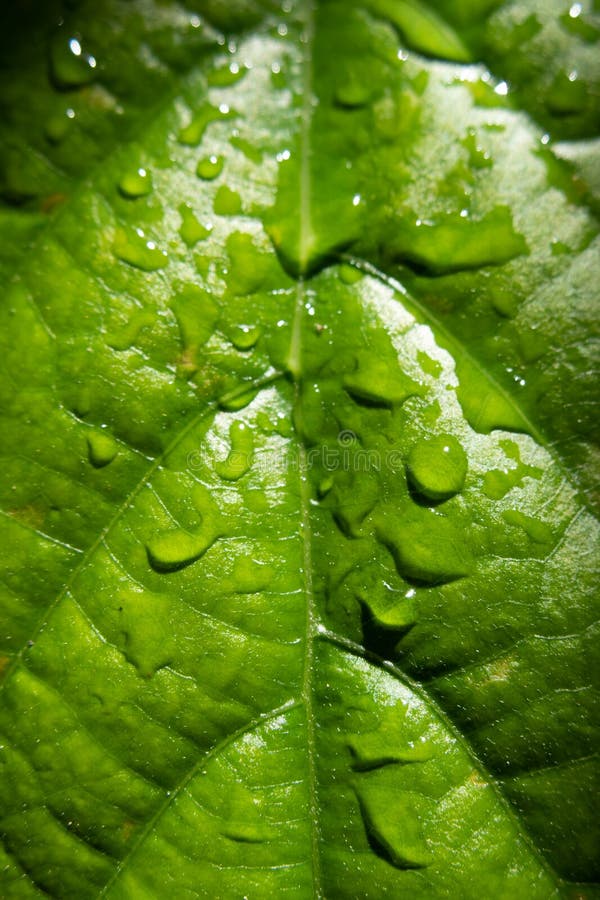 Water Drops on the Surface of Green Leaves, Life Concept Stock Photo ...
