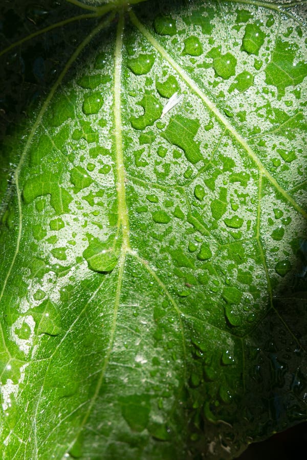 Water Drops on the Surface of Green Leaves, Life Concept Stock Photo ...