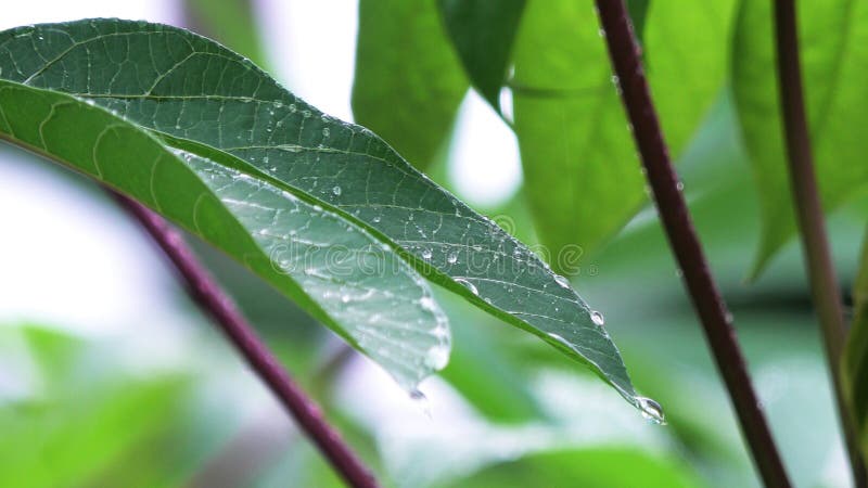 Closeup of Tapioca Plant Leaves with Water Drops Stock Photo - Image of ...