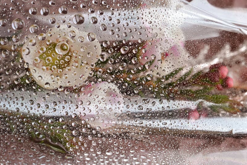 Water Drops on Transparent Flower Packaging. Soft Focus Stock Image ...
