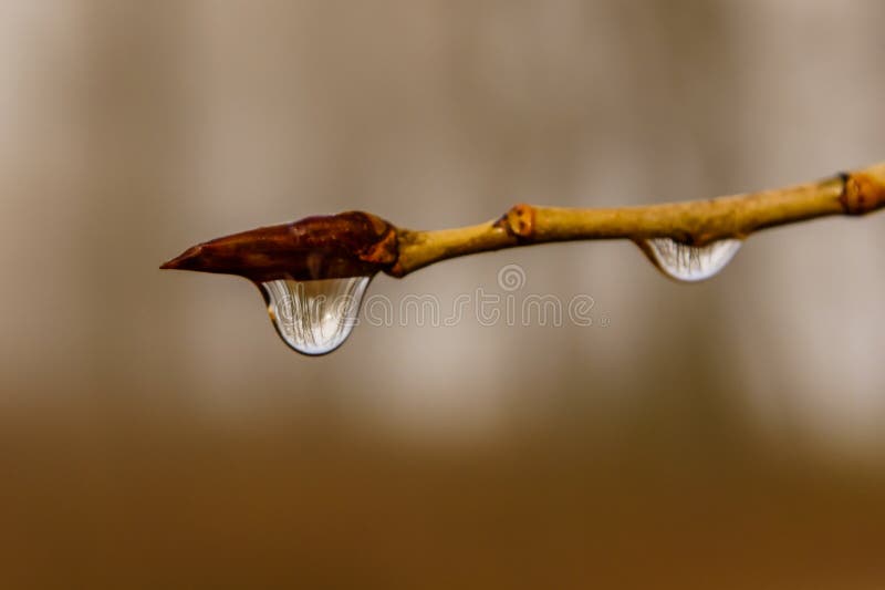 Water Drops on a Tree Branch Stock Photo - Image of drop, lush: 154418480
