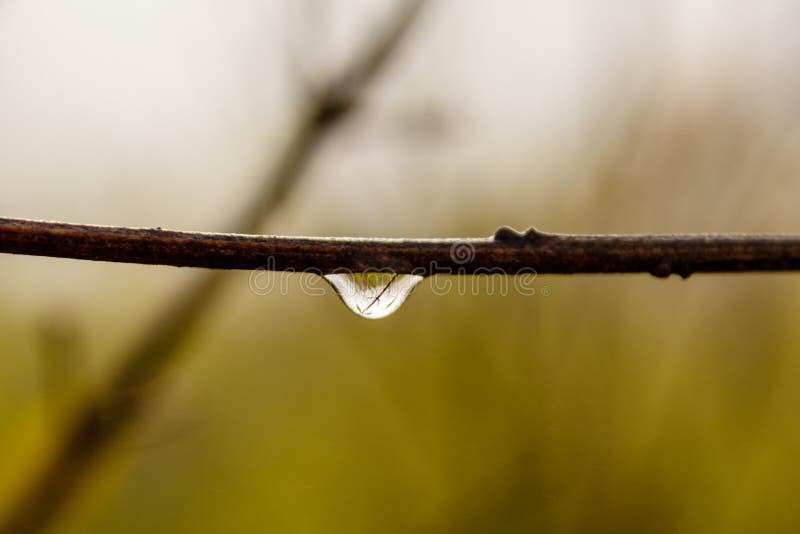 Water Drops on a Tree Branch Stock Photo - Image of closeup, green ...