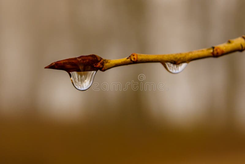 Water Drops on a Tree Branch Stock Image - Image of bright, flora ...