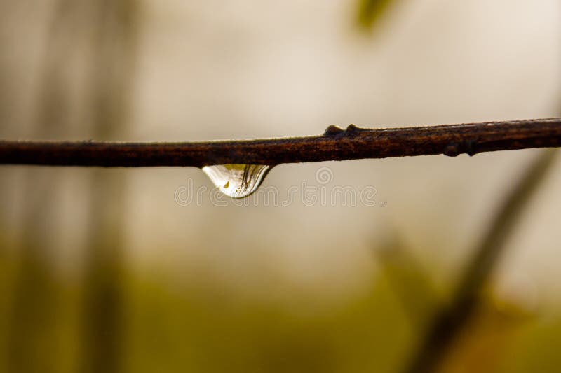 Water Drops on a Tree Branch Stock Photo - Image of circle, branch ...