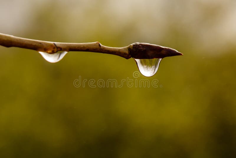 Water Drops on a Tree Branch Stock Photo - Image of lawn, branch: 167809414