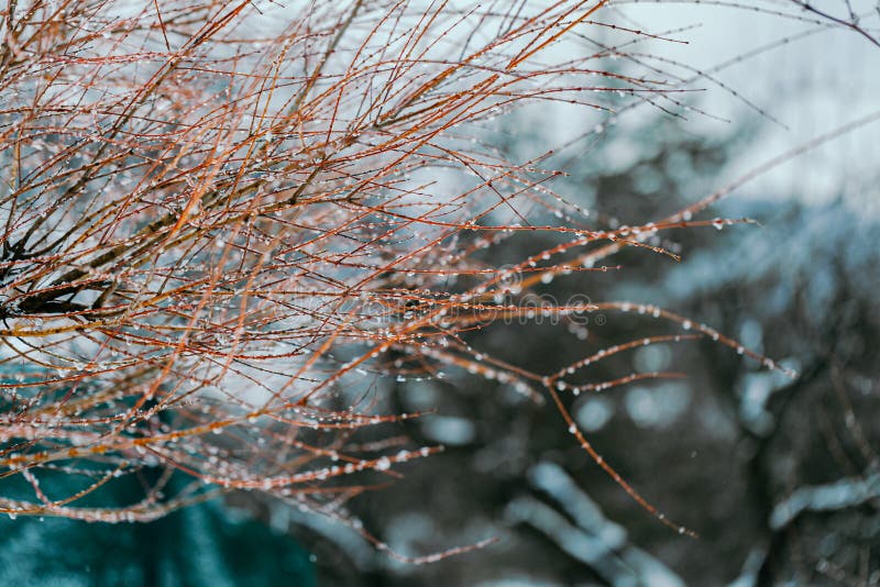 Water Drops on Branches in Spring Thaw Stock Image - Image of forest ...