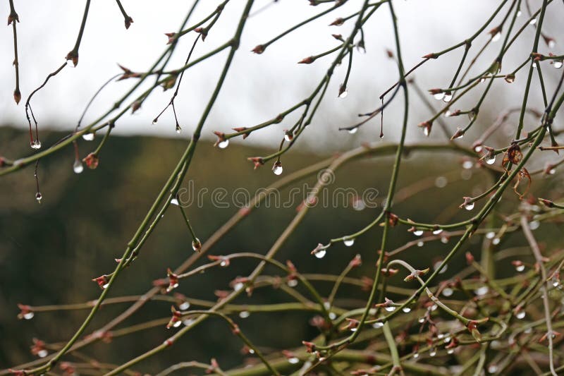Water Drops on Tree Branches in Spring Stock Image - Image of outdoor ...