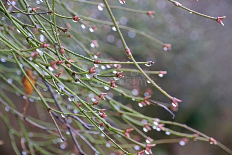 Water Drops on Tree Branches in Spring Stock Photo - Image of raindrops ...