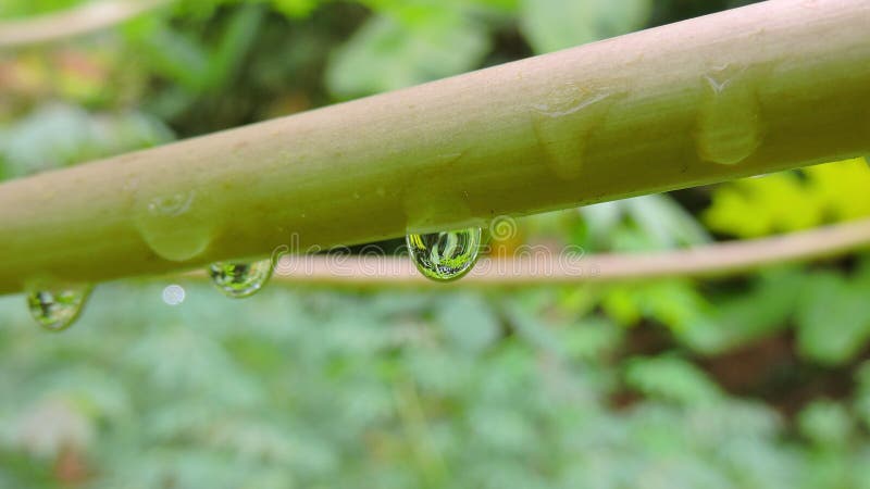 Water Drops on the Tree Trunk Stock Photo - Image of water, trunk ...