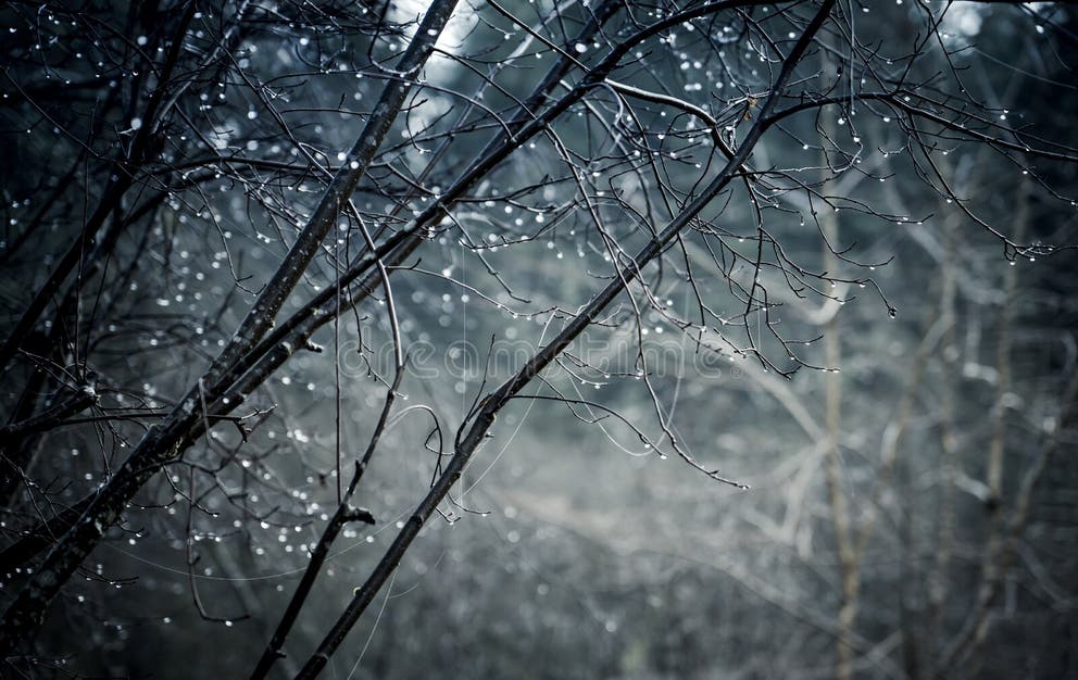 Water drops on trees stock photo. Image of outdoors - 133533896