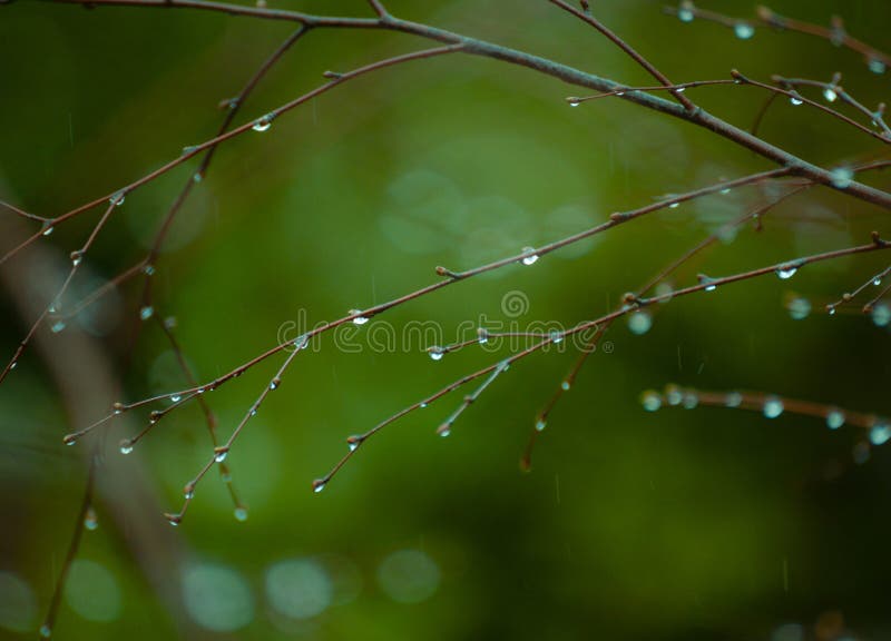 Water drops in the trees stock image. Image of twig - 222075455