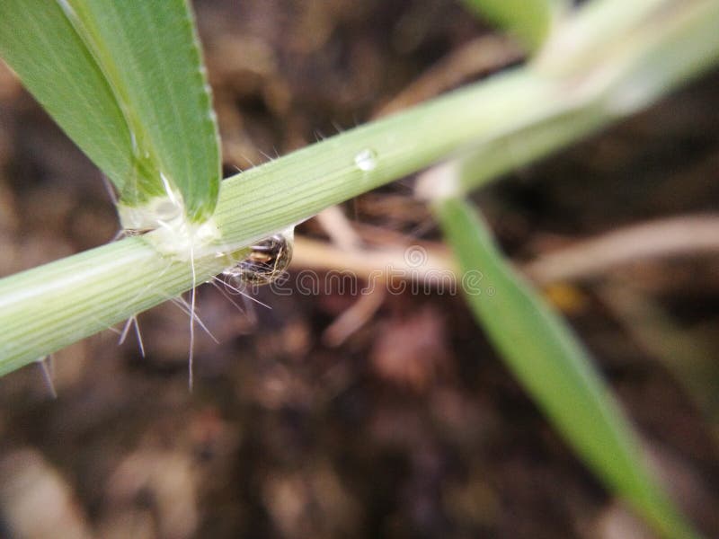 Water Drops on Trunk of Weed, Macro Image Stock Image - Image of trunk ...