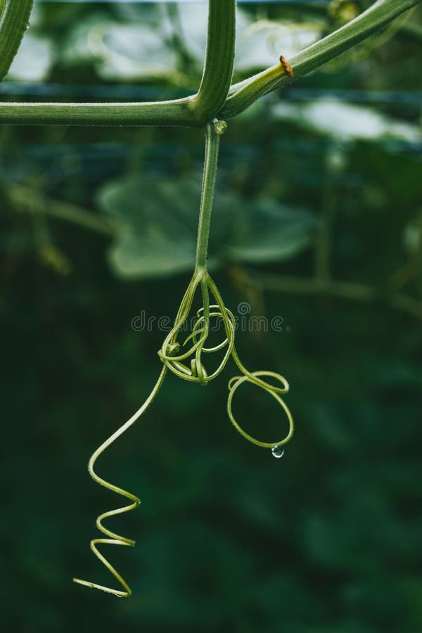 Twirled Vine Rain Droplets Close Stock Photos - Free & Royalty-Free ...