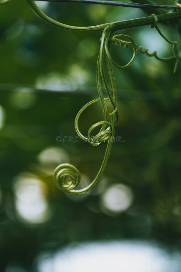 Twirled Vine Rain Droplets Close Stock Photos - Free & Royalty-Free ...