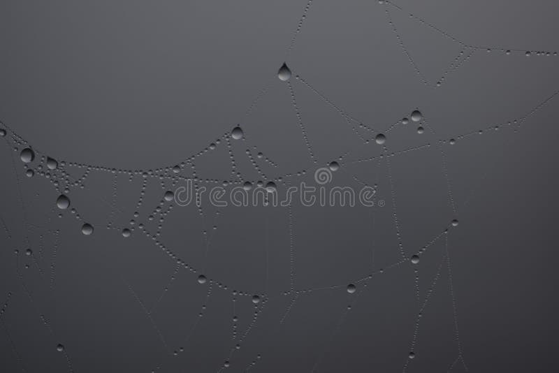 Water Drops on Web on Gray Background Stock Image - Image of macro ...