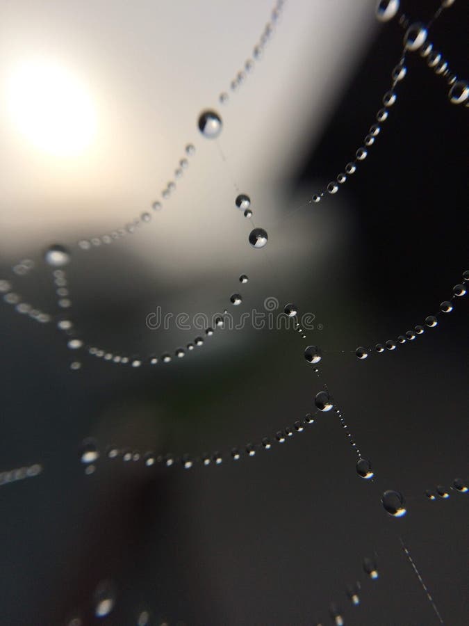 Web stock image. Image of water, morning, sunrise, drops - 222770729