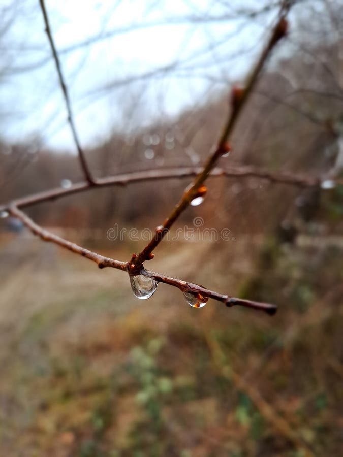 Water Drops from Winter Rain in Forest, Hanging on Tree Branch Stock ...