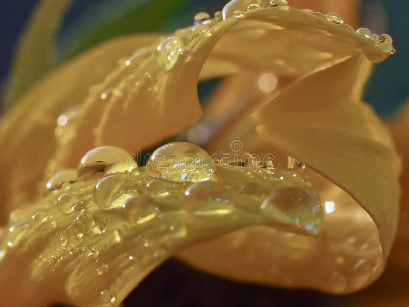 Macro of a Yellow Sun Flower with Rain Drops Stock Image - Image of ...