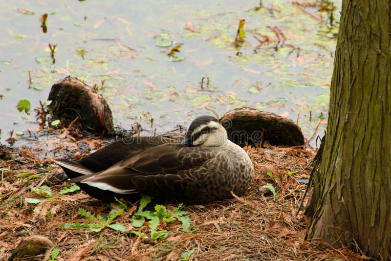 A Water Duck is Resting Under the Tree Near the Water. Stock Photo ...